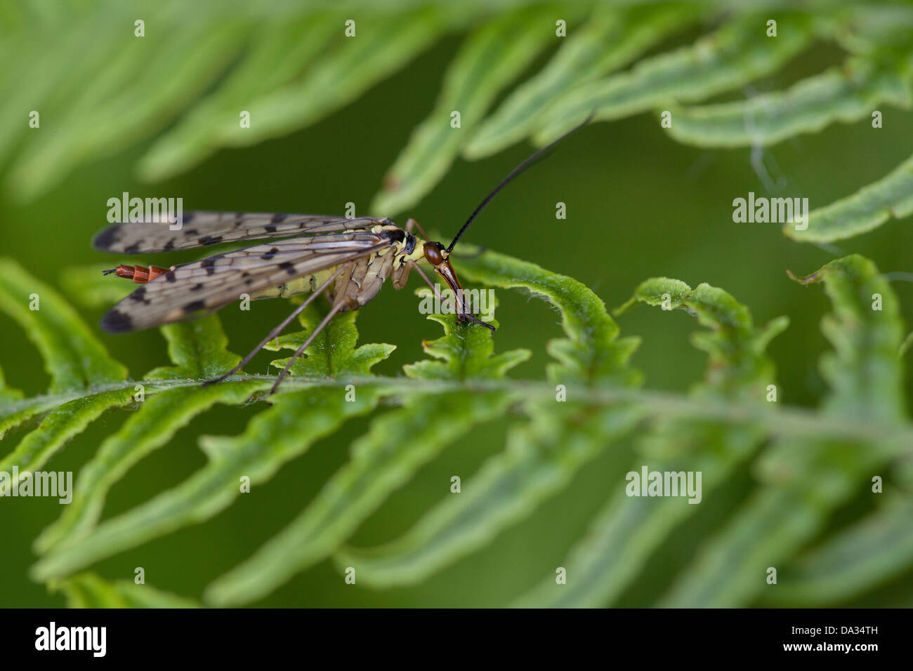 Bracken bug hi-res stock photography and images - Alamy