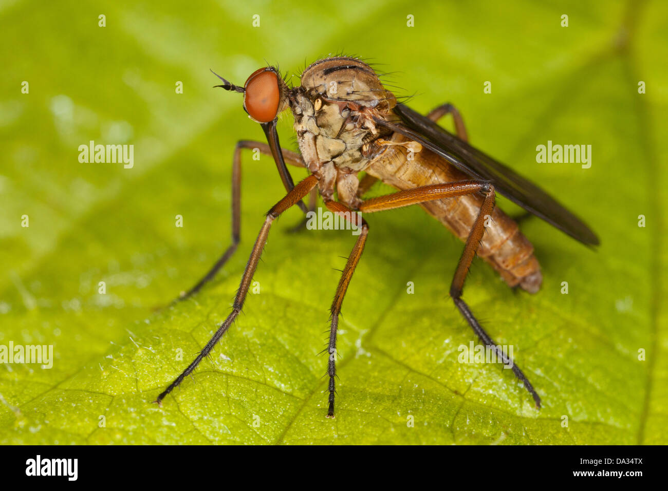 Robber fly up close hi-res stock photography and images - Alamy