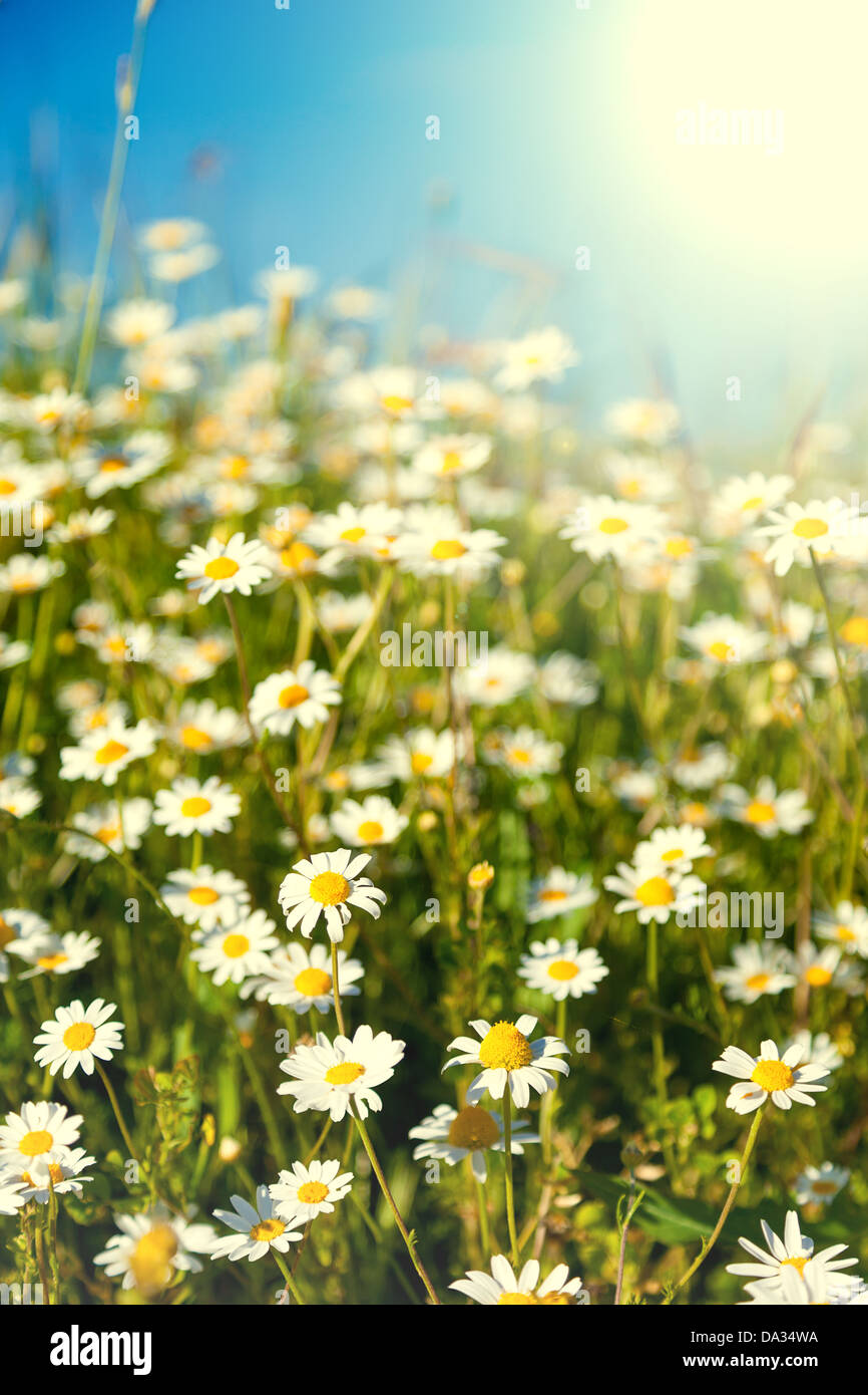 Field of Daisy Flowers With Blue Sky Background Stock Photo - Alamy