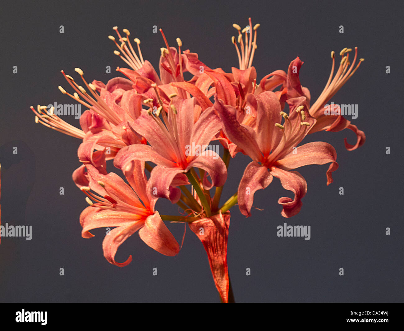 Bloo flower hi-res stock photography and images - Alamy