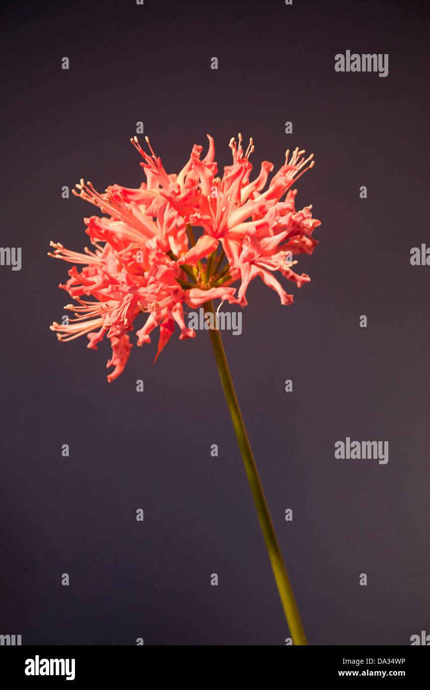 orange coloured Nerine flower on dark background Stock Photo - Alamy