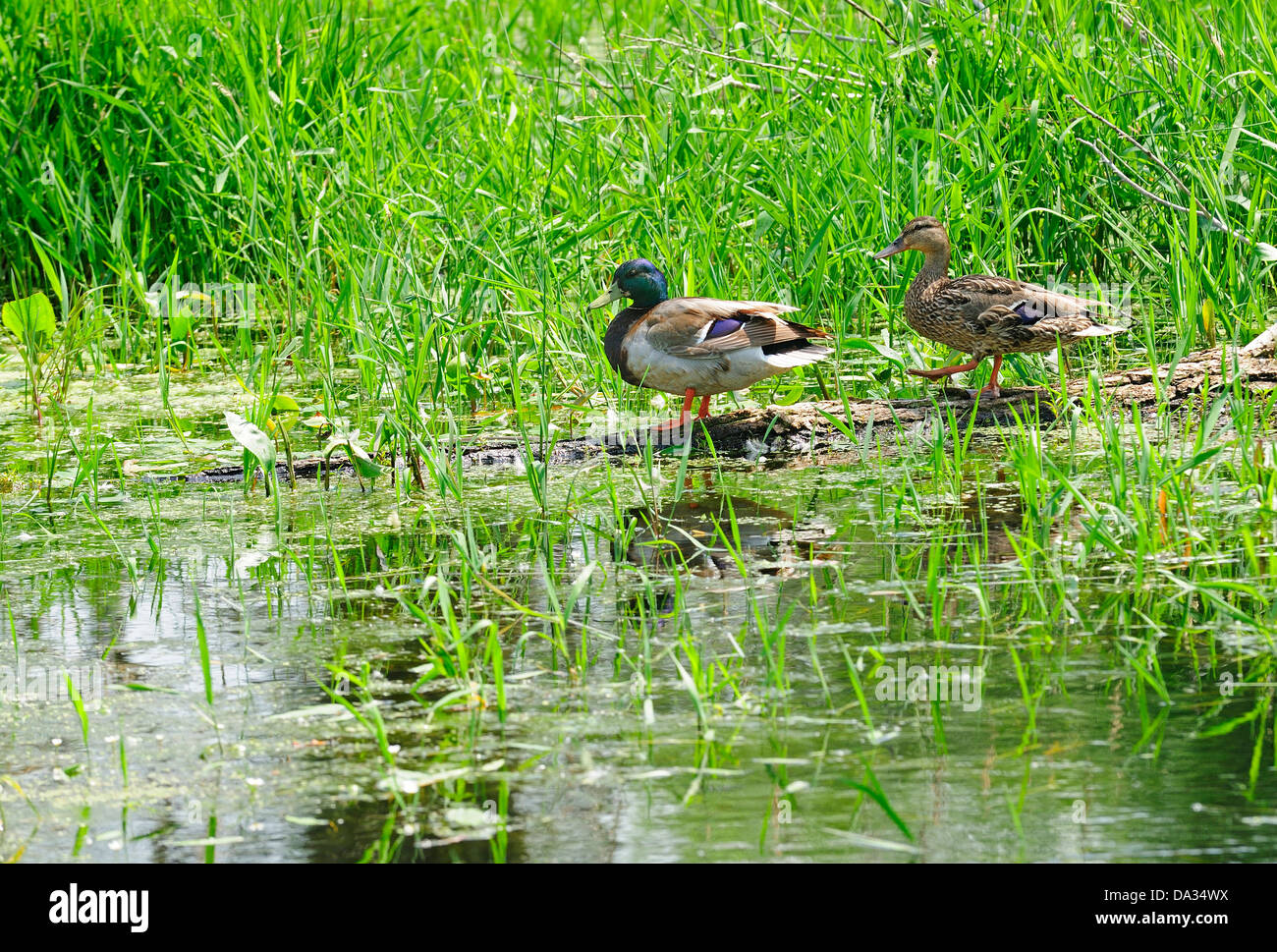 Mallard duck couple standing at marshland Stock Photo - Alamy