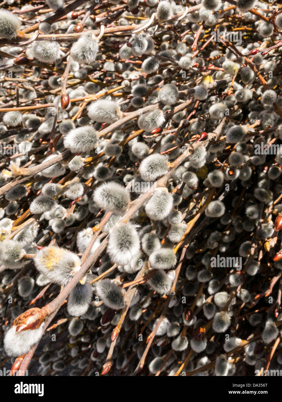 American Pussy Willow Branches, Salix discolor Stock Photo - Alamy
