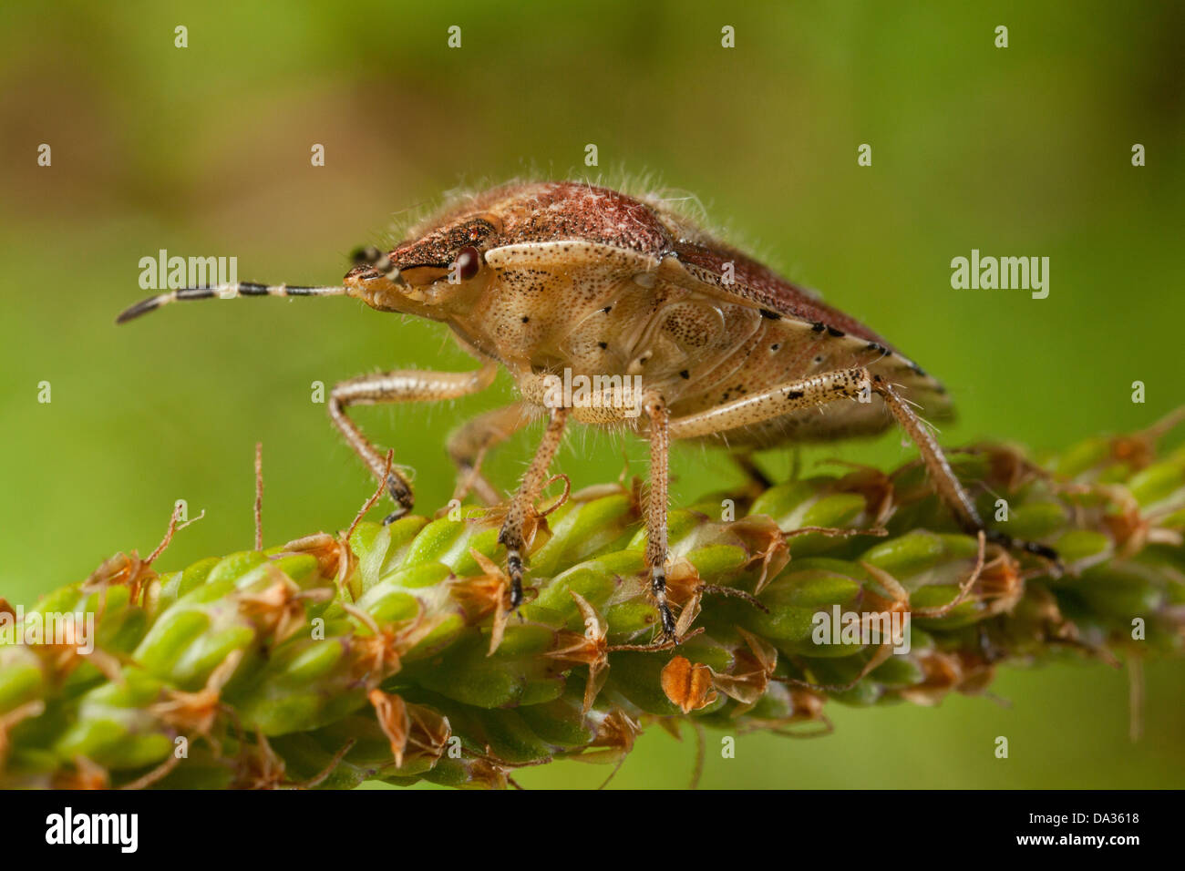 a sloe bug on a flower head Stock Photo - Alamy