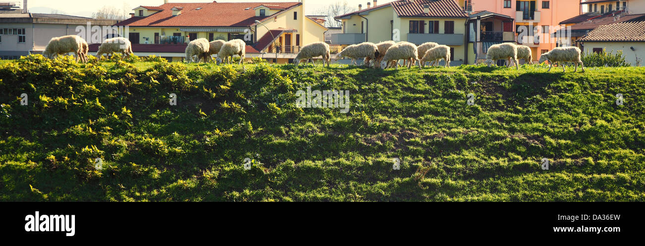 Images of nature, sheep grazing,Tuscany Stock Photo - Alamy