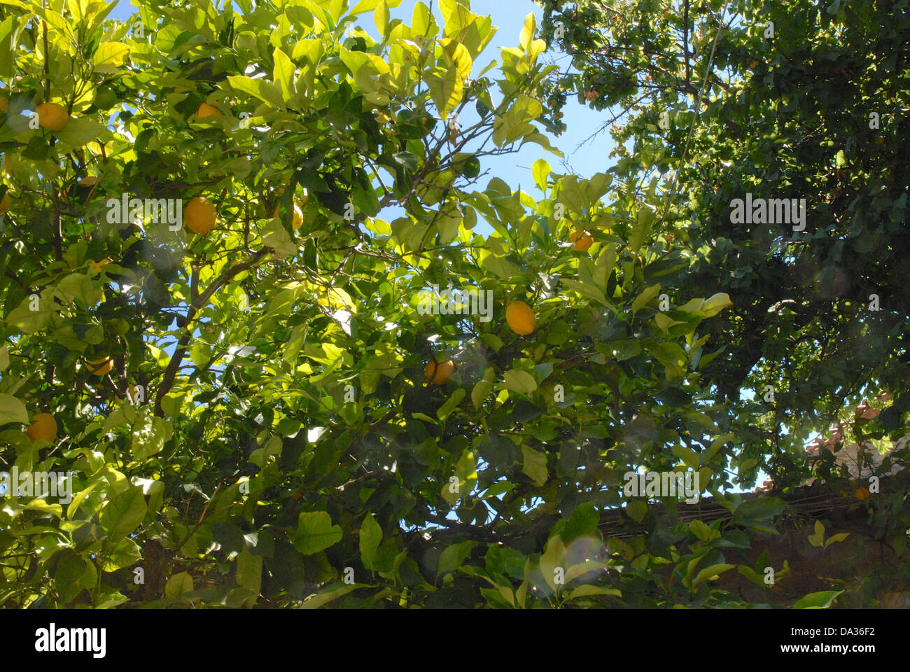 The lemon trees hi-res stock photography and images - Alamy