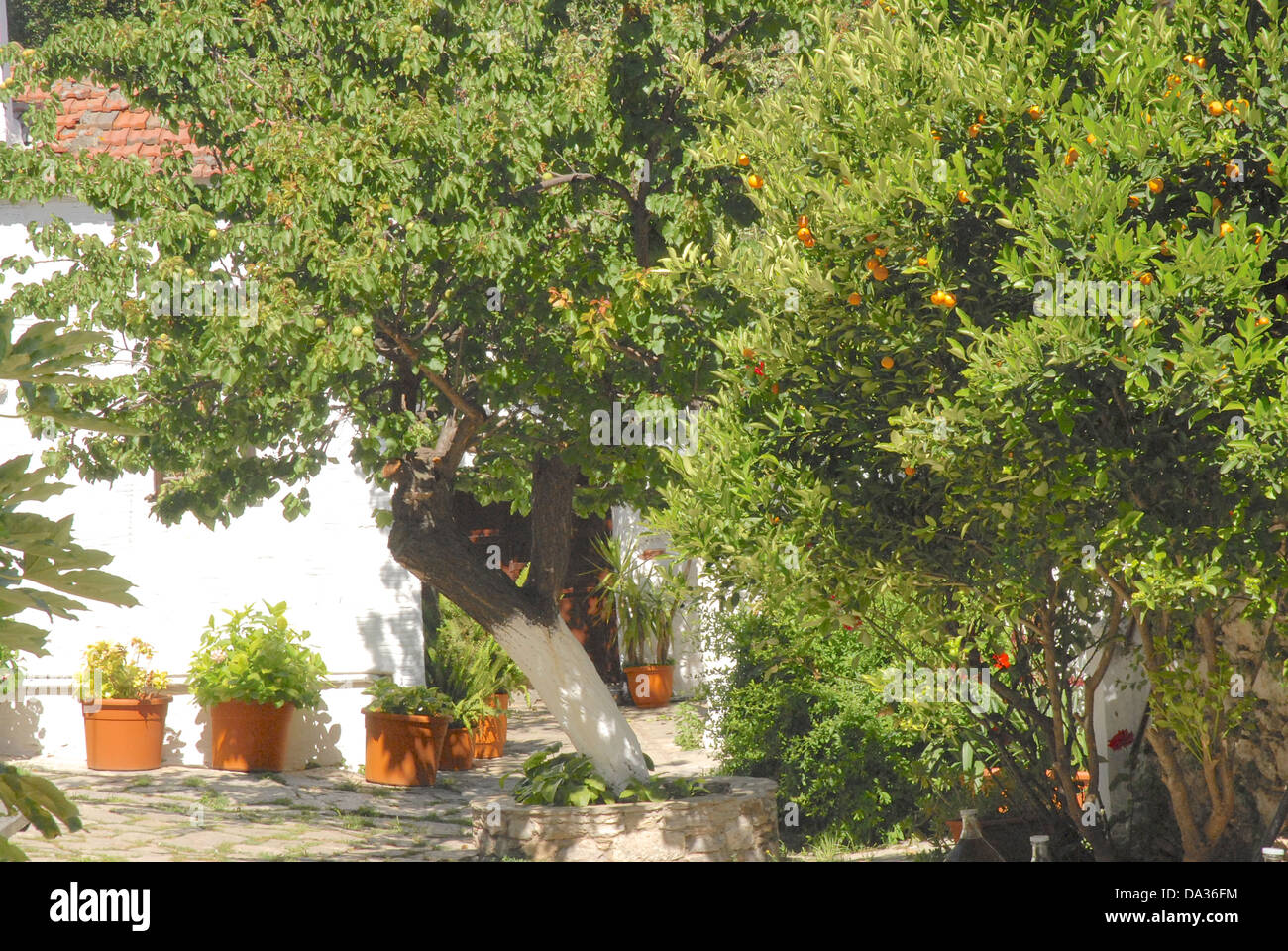 The lemon trees hi-res stock photography and images - Alamy