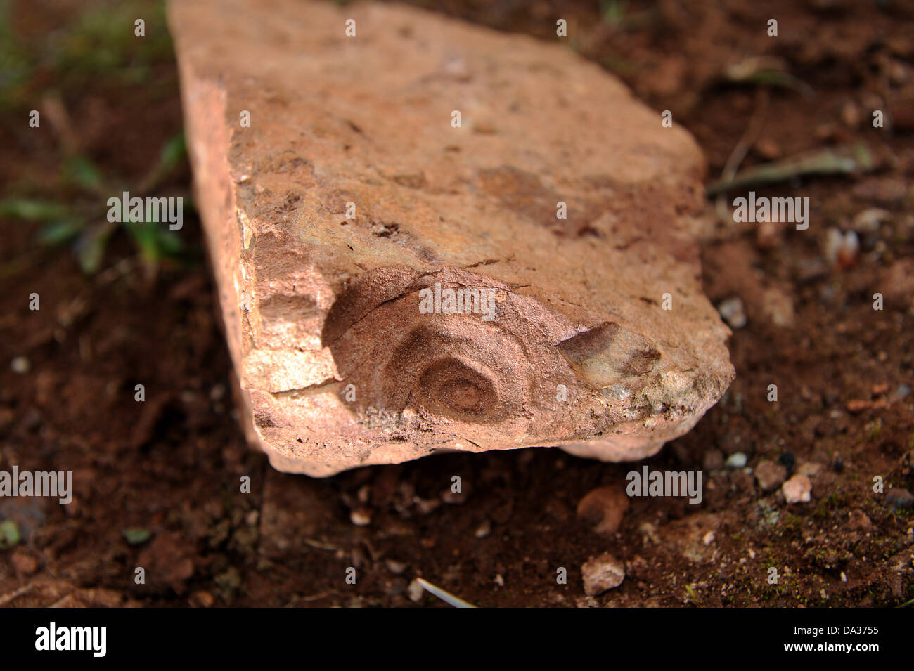 A snail fossil that has an anti-clockwise spiral on its shell, showing ...