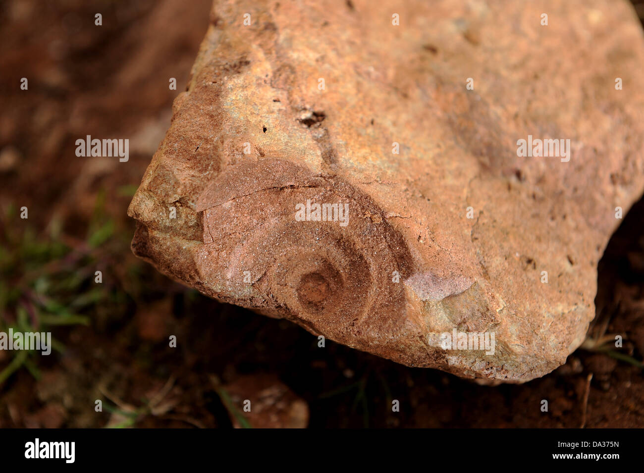 A snail fossil that has an anti-clockwise spiral on its shell, showing ...