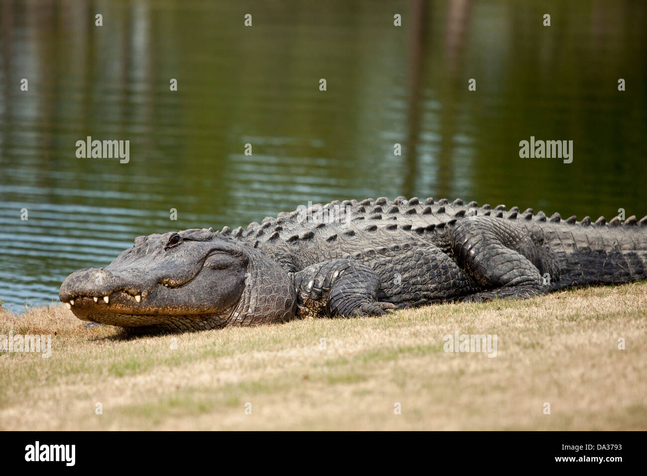 wild alligator sunning on golf course Stock Photo - Alamy