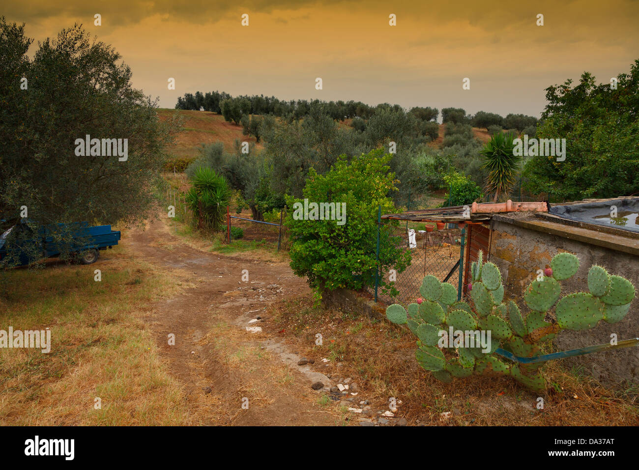 Indian olive tree leaves hi-res stock photography and images - Alamy