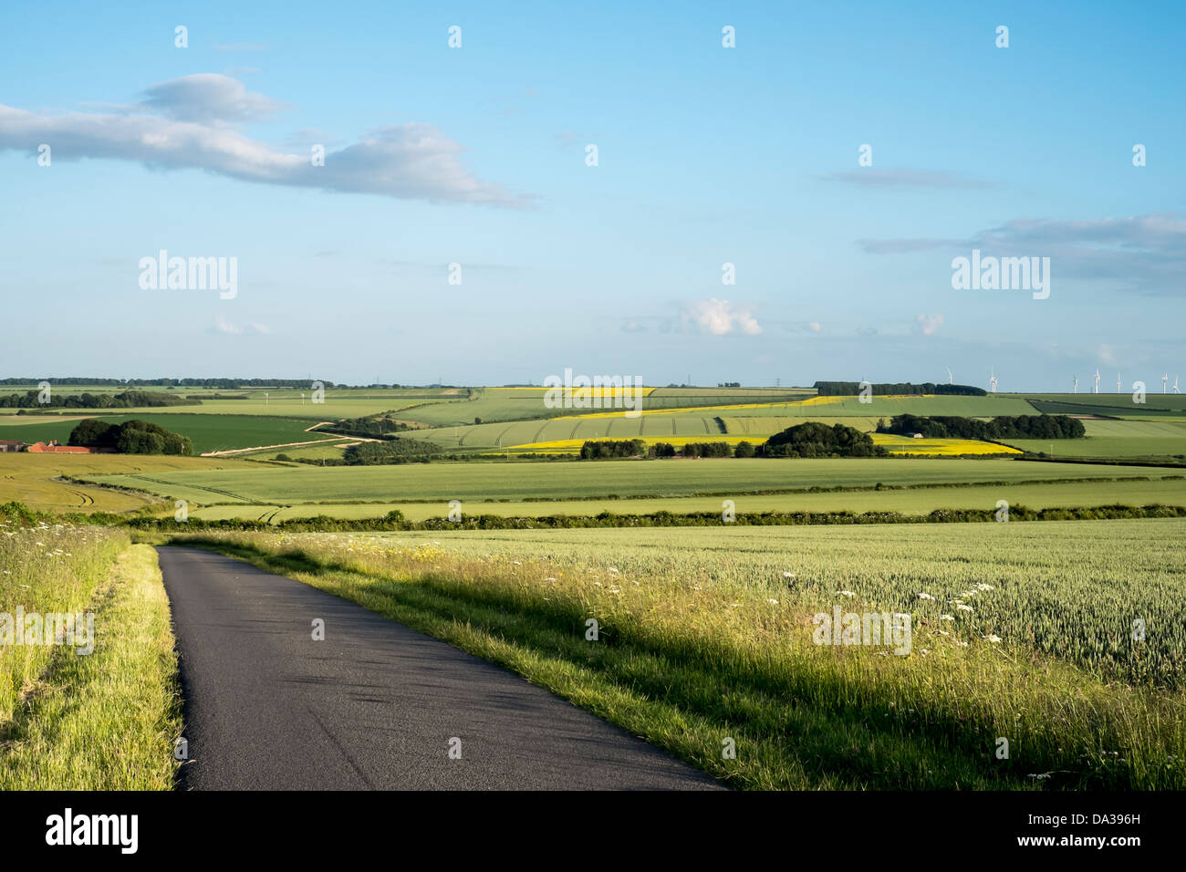 East Yorkshire countryside on a July evening Stock Photo - Alamy