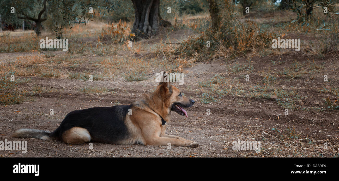 Thor the dog hi-res stock photography and images - Alamy