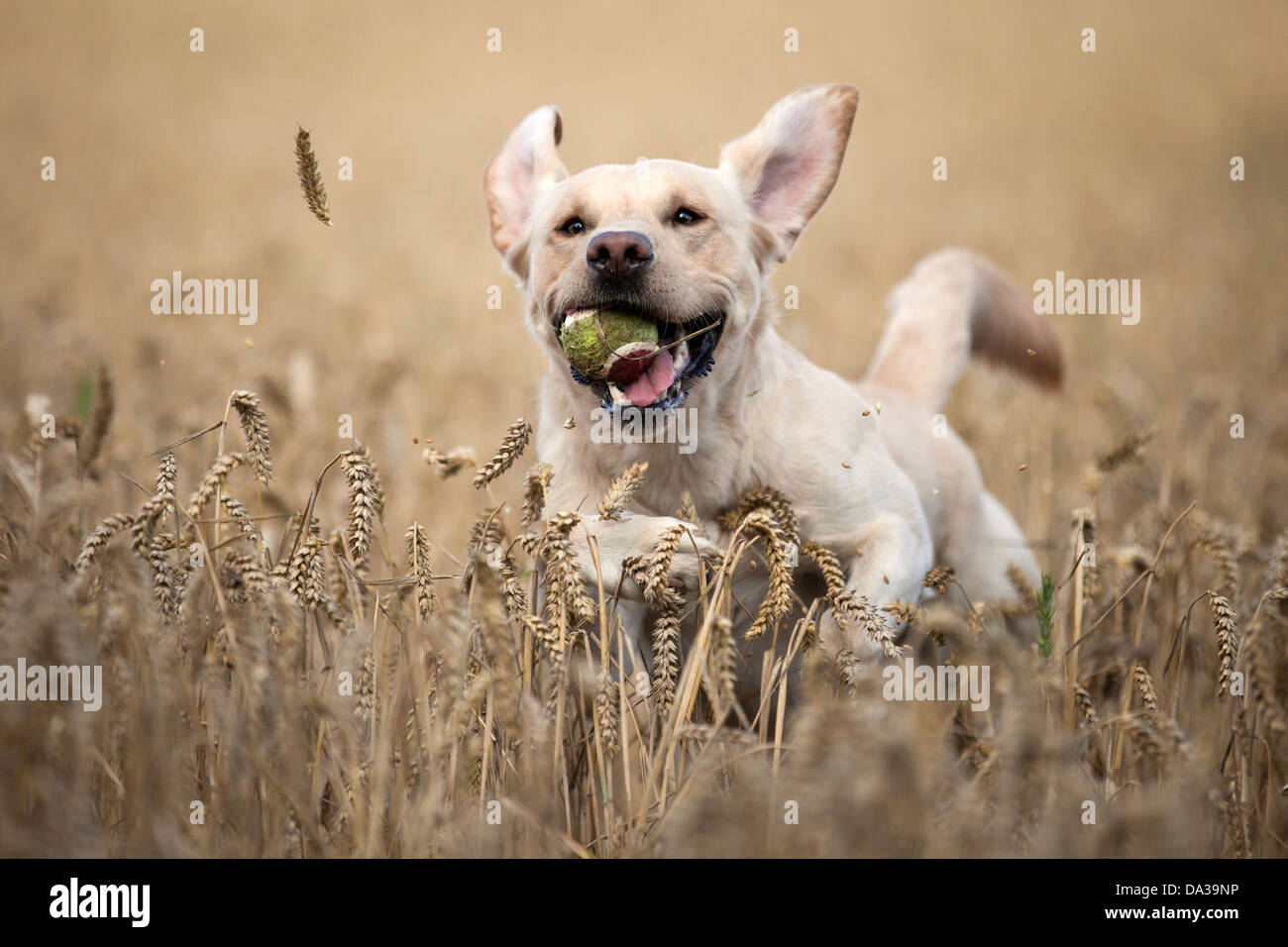 Barney running through barley Stock Photo - Alamy