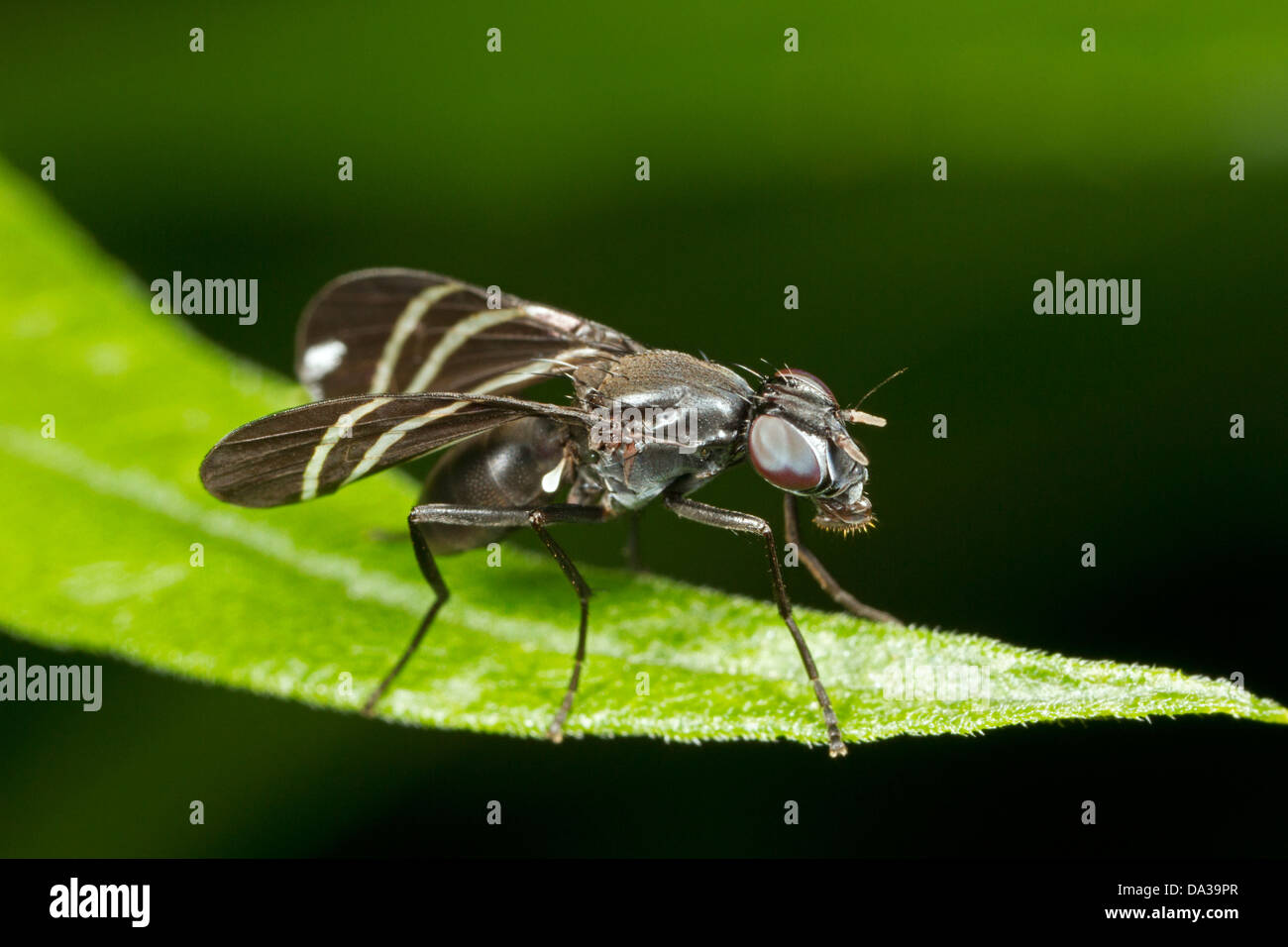 Black Onion Fly (Tritoxa flexa Stock Photo - Alamy