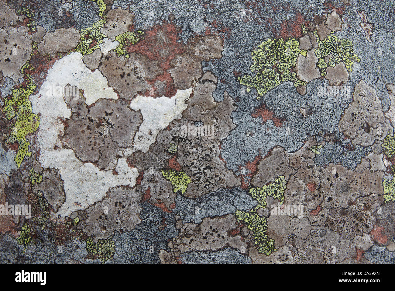 Lichen colours hi-res stock photography and images - Alamy