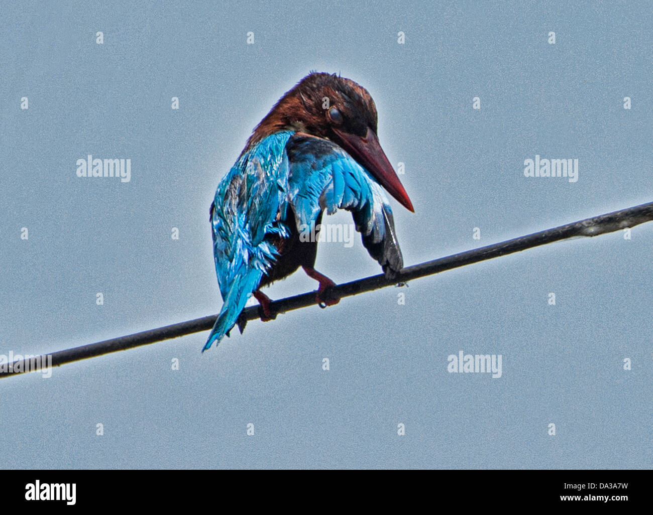 White throated kingfisher (Halcyon smyrnensis) in the backwaters of ...