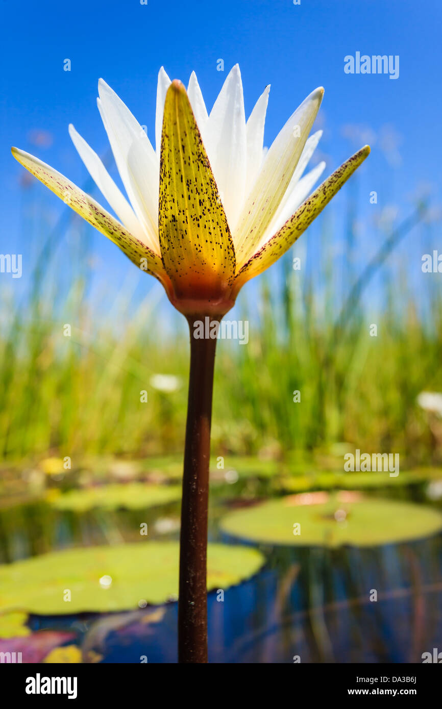 Closeup of single white water lily opened up in a marsh pond in bright ...