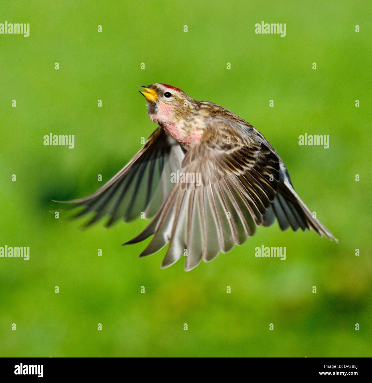 Male Lesser Redpoll in flight Stock Photo - Alamy