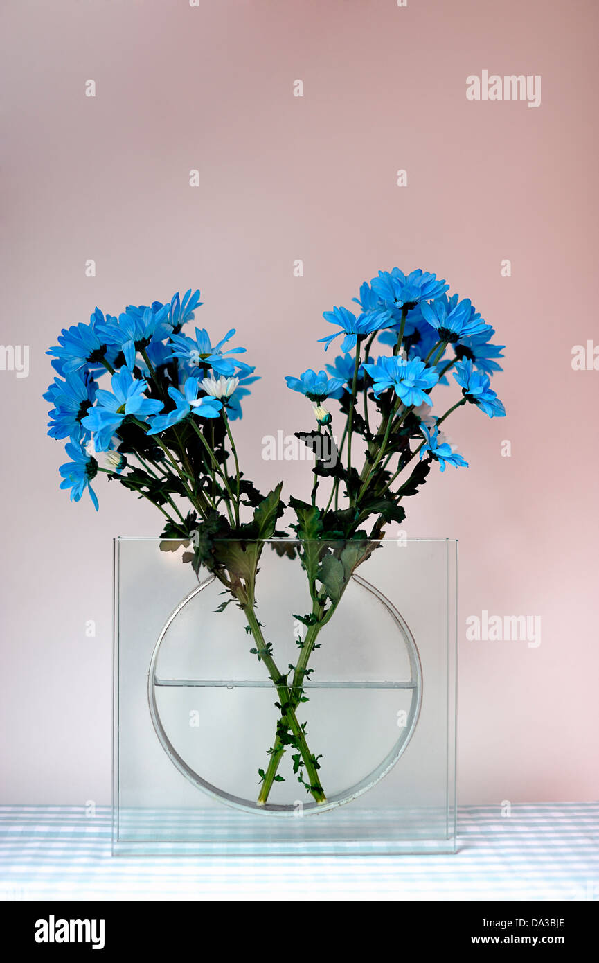 Blue Carnation Flowers