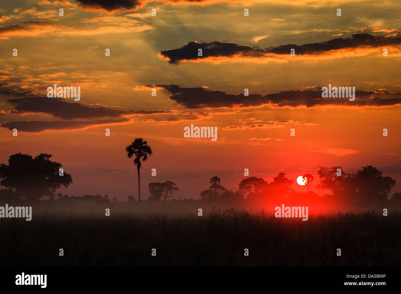 Orange sunrise fills the sky and silhouettes the tree tops Stock Photo ...