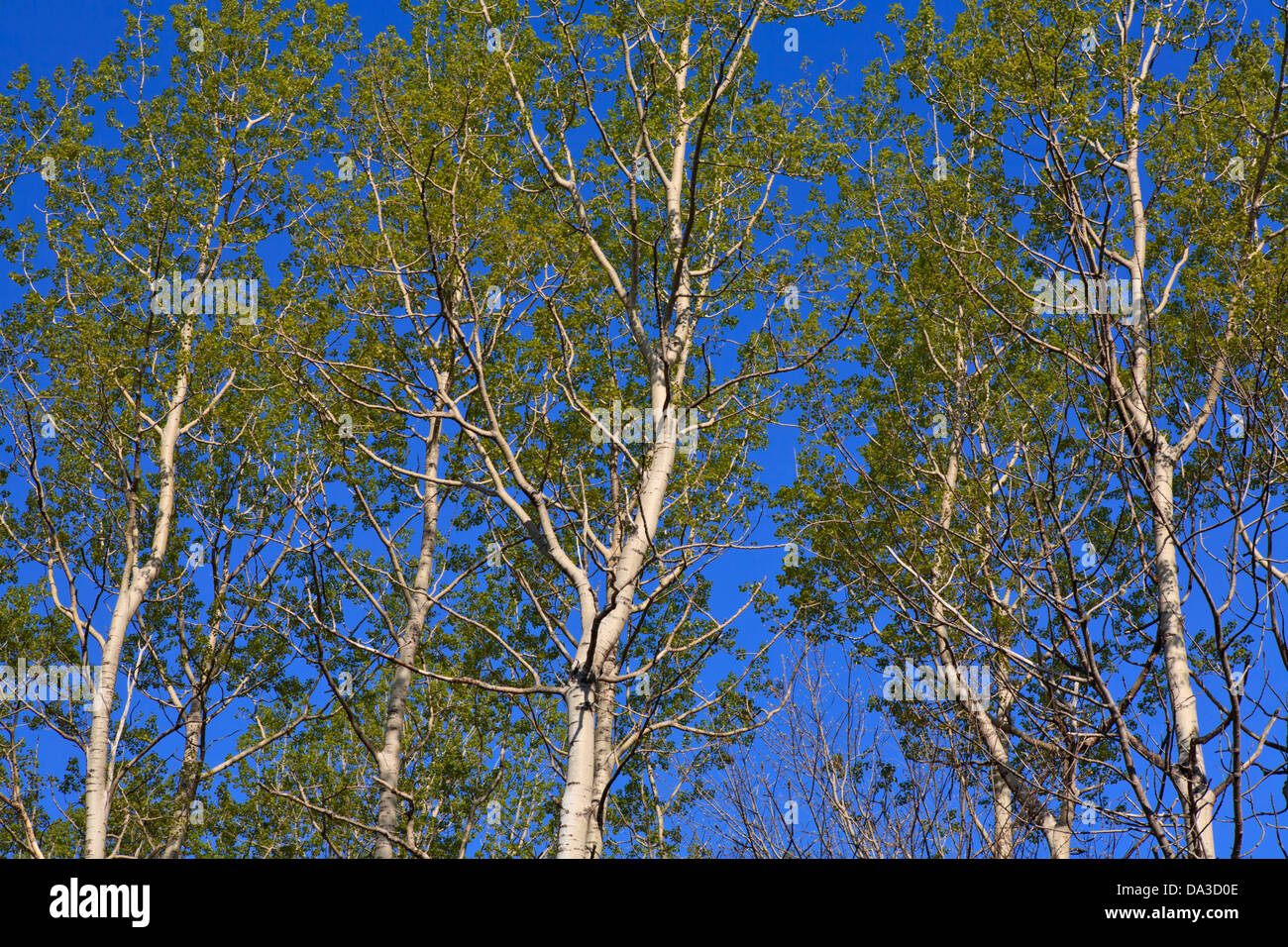 White birch acadia national park hi-res stock photography and images ...