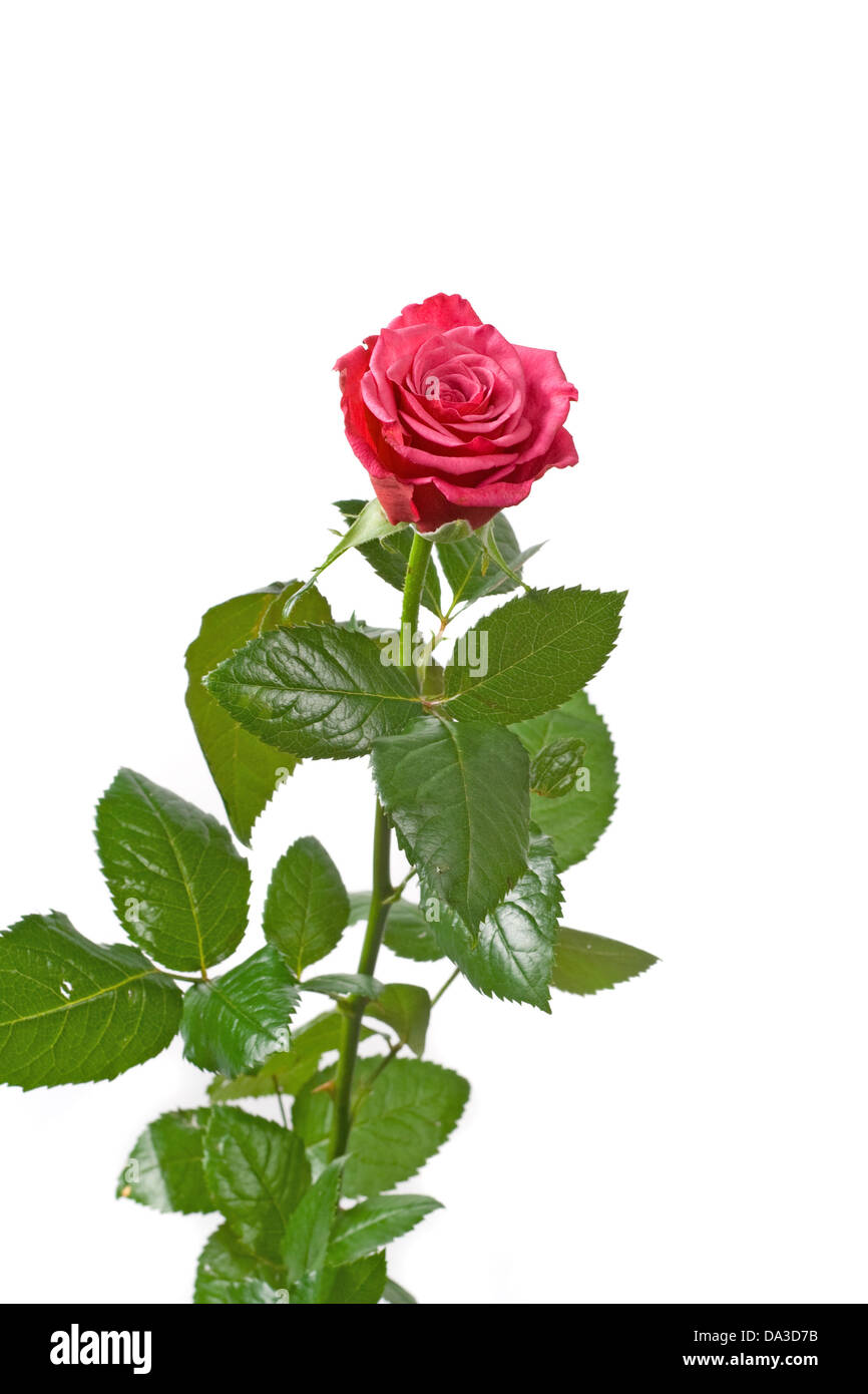 Beautiful red rose Stock Photo - Alamy
