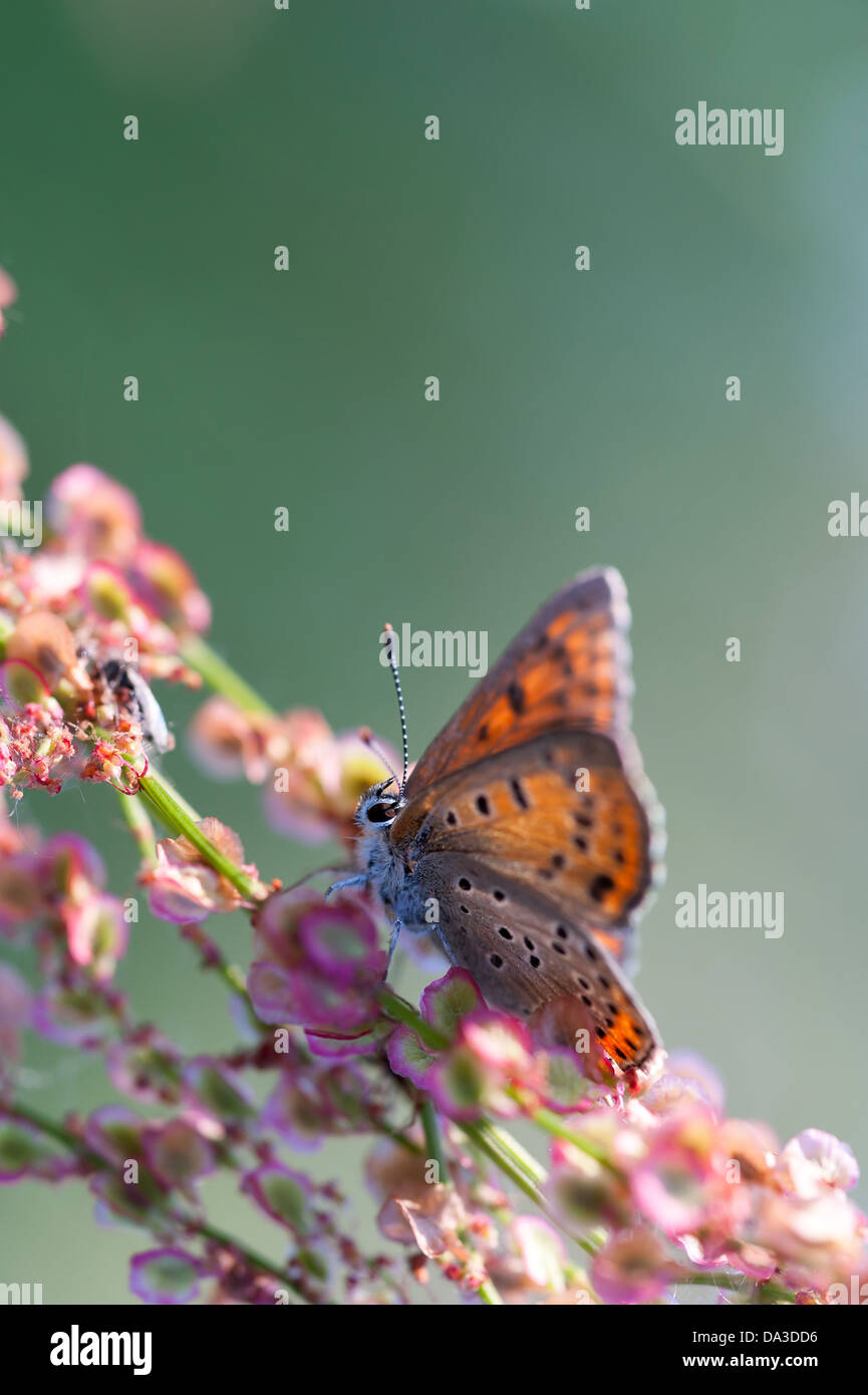 Angle wing butterflies hi-res stock photography and images - Alamy