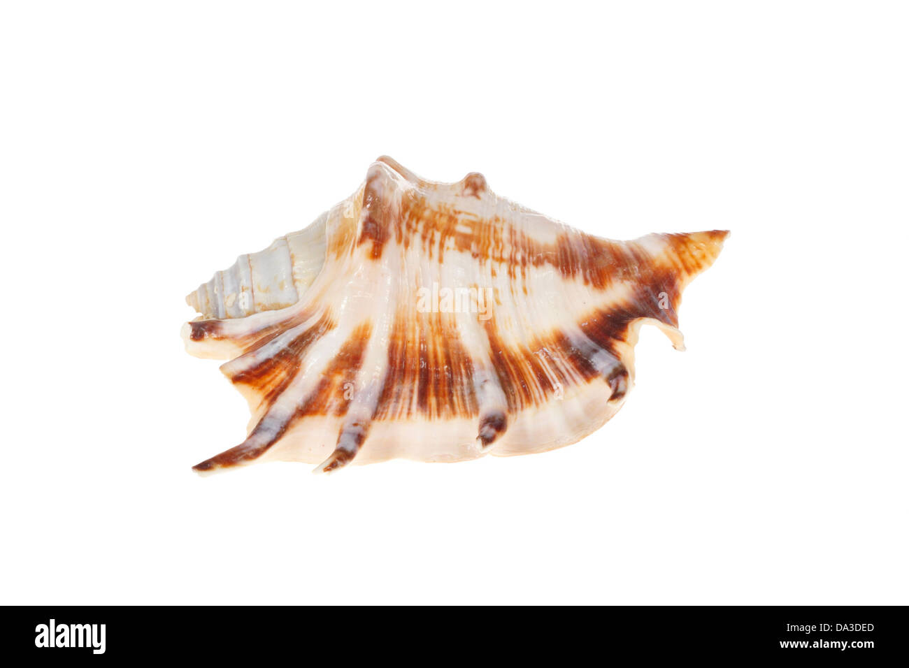 Rare shell fish hi-res stock photography and images - Alamy