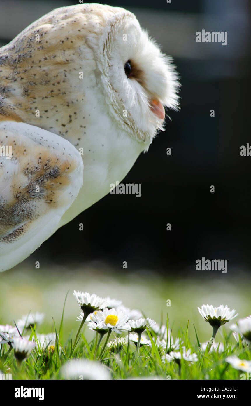 Barn owl in field hi-res stock photography and images - Alamy