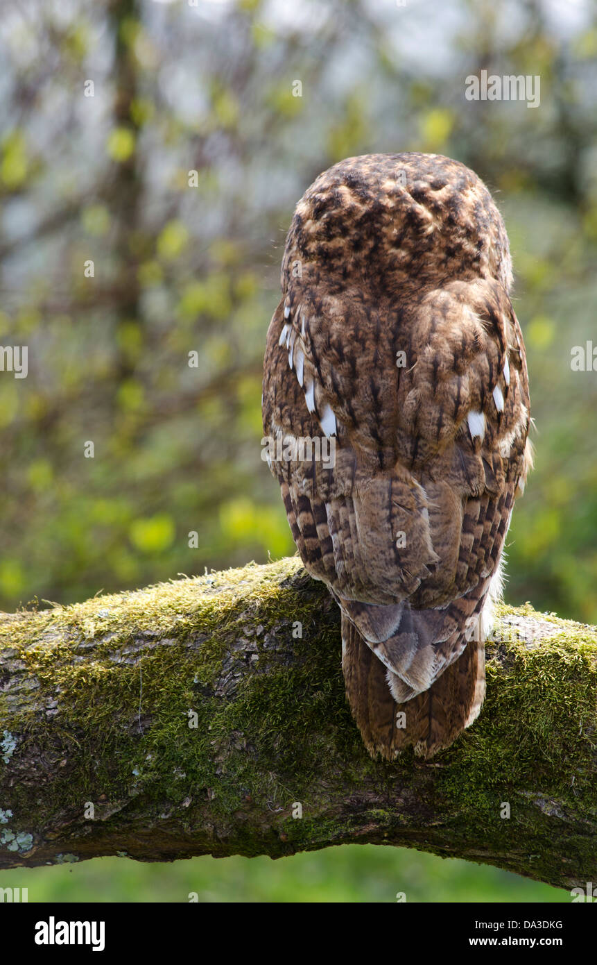 The back of a captive Tawny Owl sat on a mossy branch Stock Photo - Alamy
