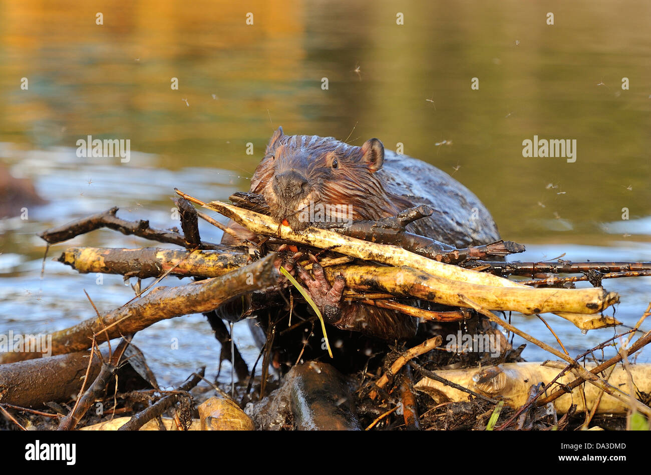 A beaver caring a load of sticks on the dam to plug off the excess ...