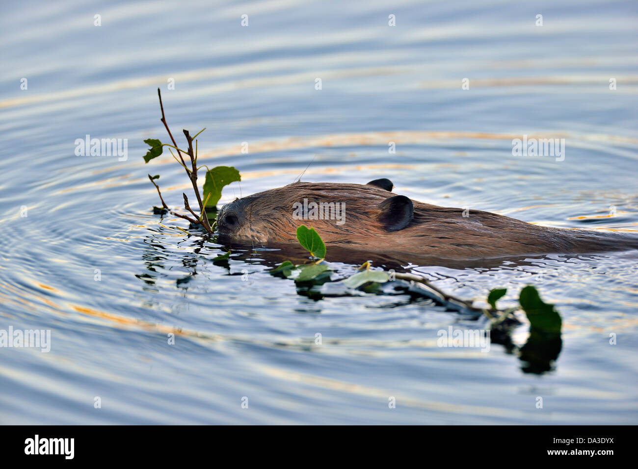 A beaver floating in the calm water chewing on some green leaves Stock ...