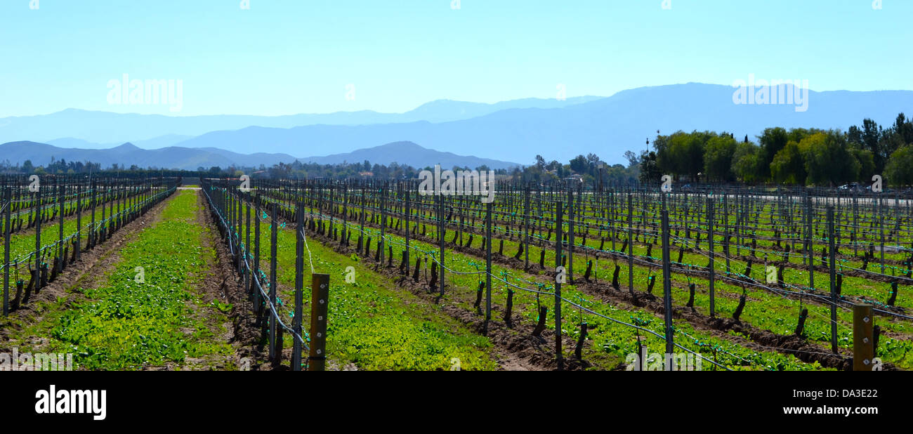 Vineyard vista hi-res stock photography and images - Alamy