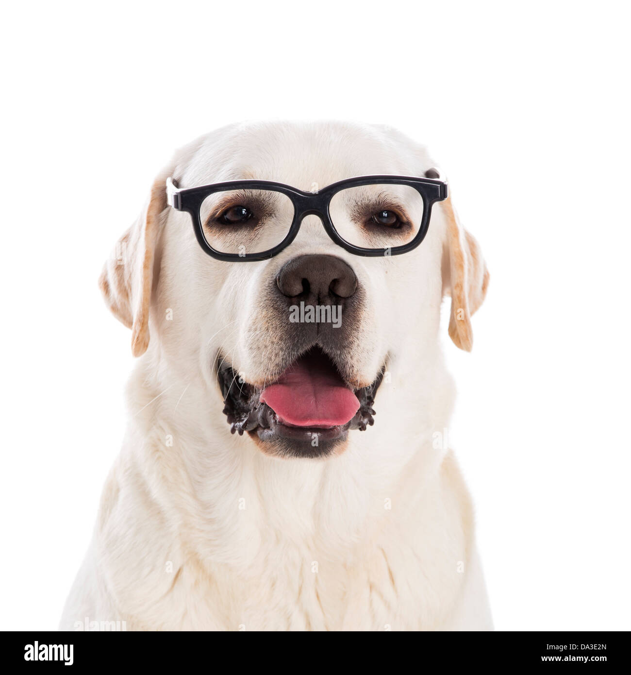 Portrait of a beautiful Labrador retriever wearing glasses Stock Photo ...