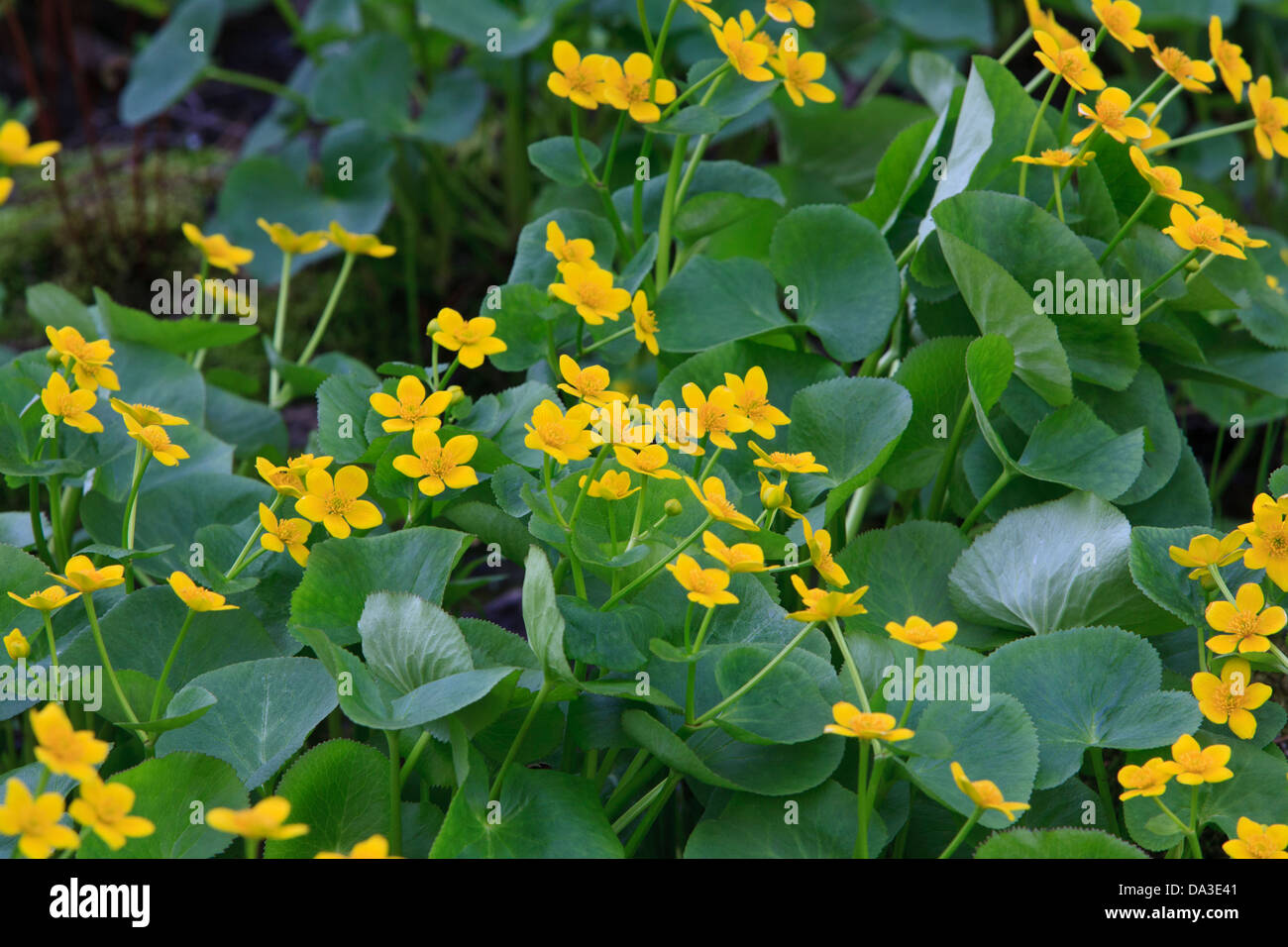 Marsh marigold flowers hi-res stock photography and images - Alamy