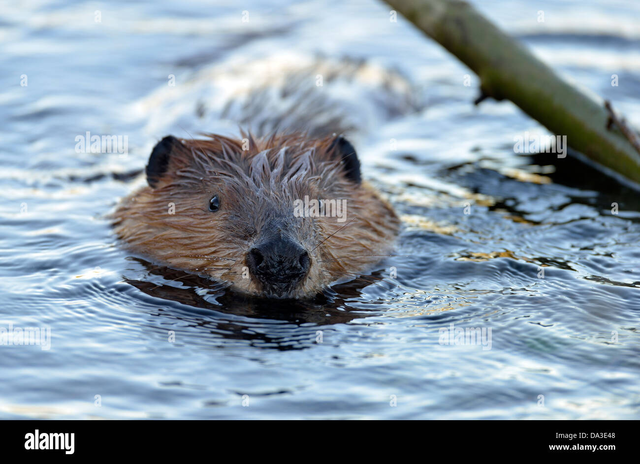 A beaver swimming in a calm pond Stock Photo - Alamy