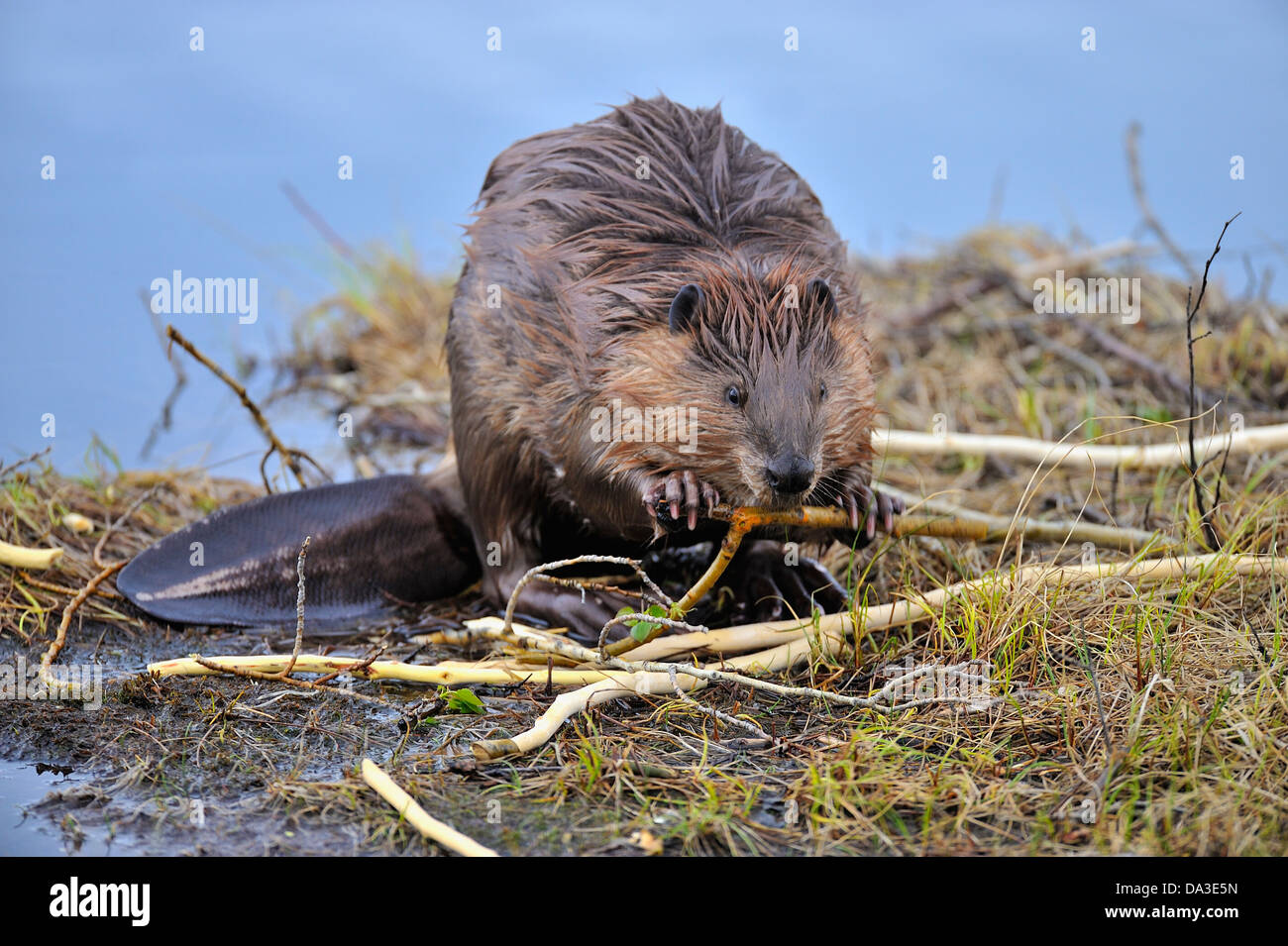Feeding robert mcgouey hi-res stock photography and images - Alamy