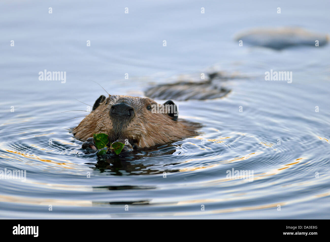 Beaver Building Dam Canada High Resolution Stock Photography and Images ...