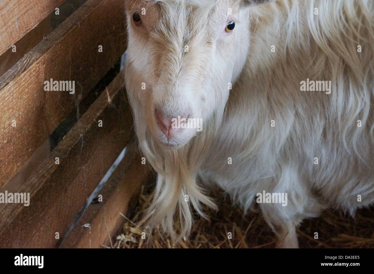 Goat face hi-res stock photography and images - Alamy