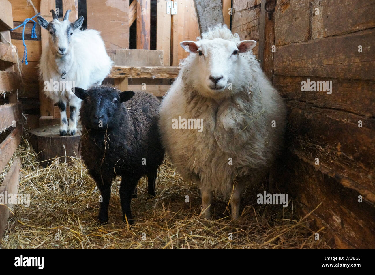 Sheep and goat hi-res stock photography and images - Alamy