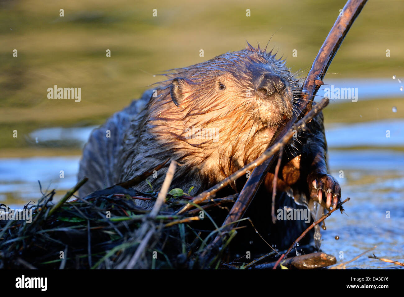 An adult beaver using his mouth to place a stick on his beaver dam ...