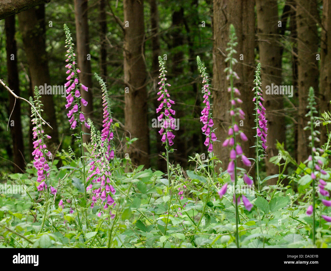 Devon wild flowers hi-res stock photography and images - Alamy