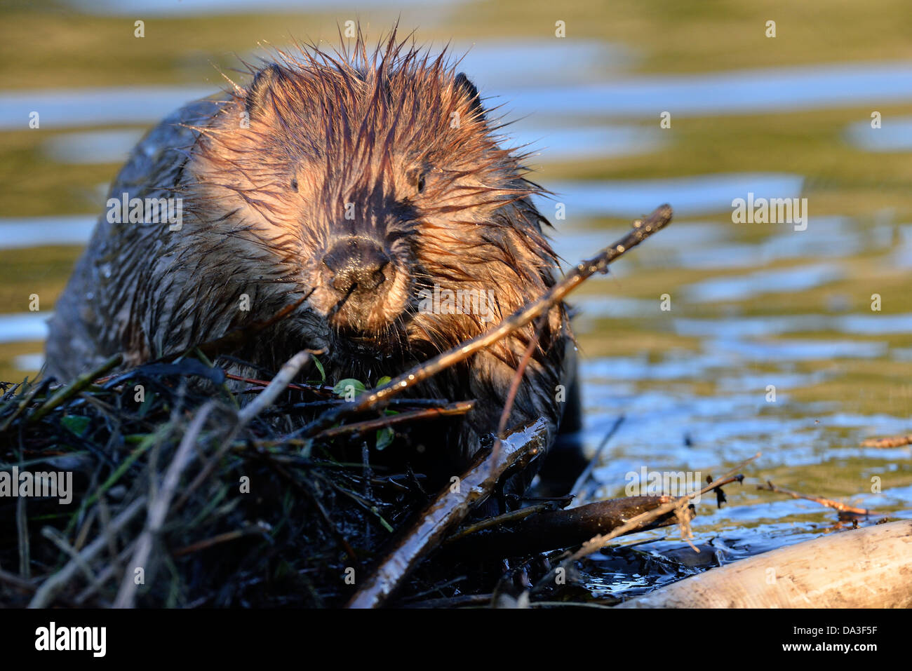 A front face view of a beaver inspecting the newly placed load of ...