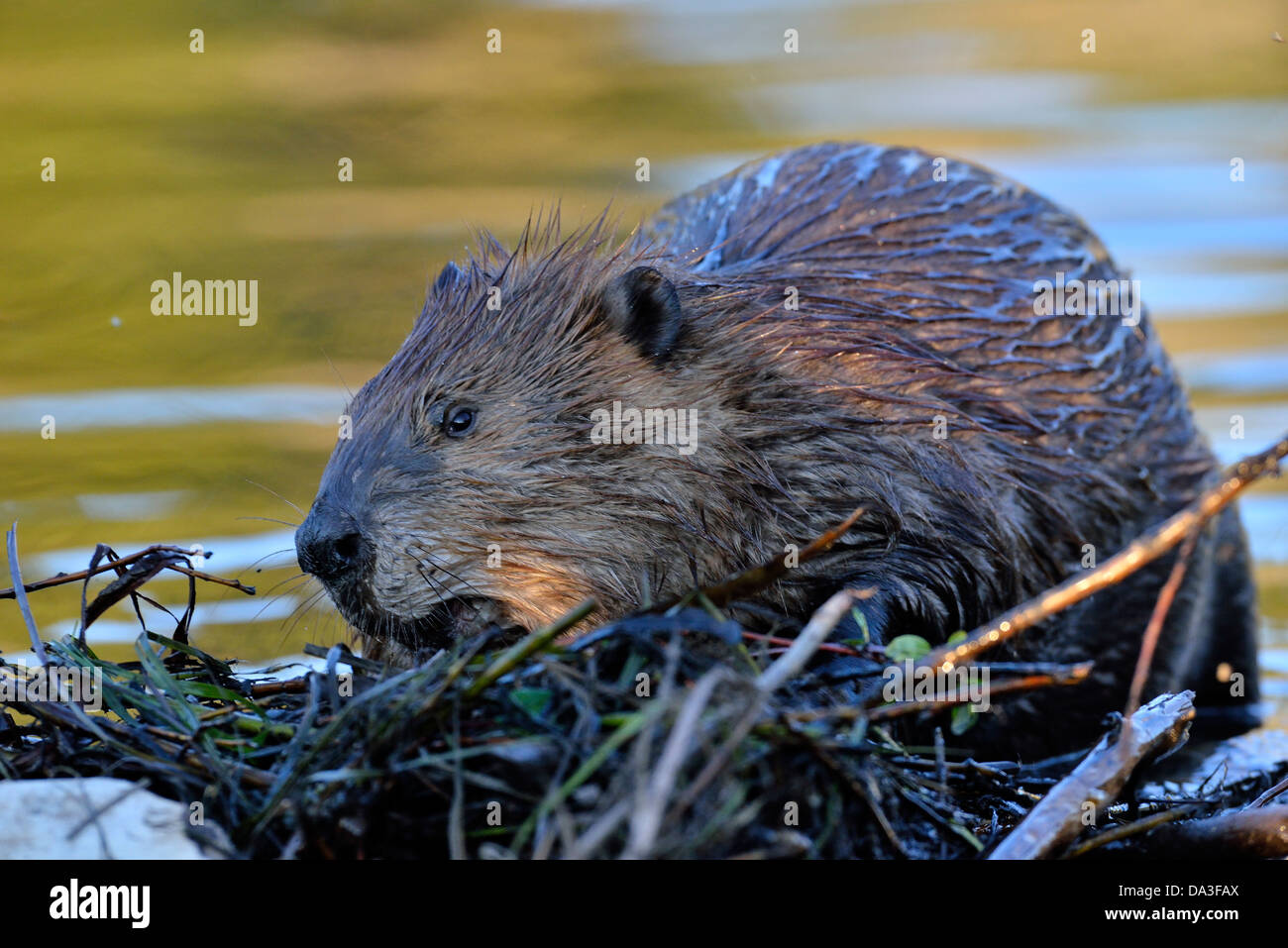A beaver inspecting a load of sticks just placed on the beaver dam ...
