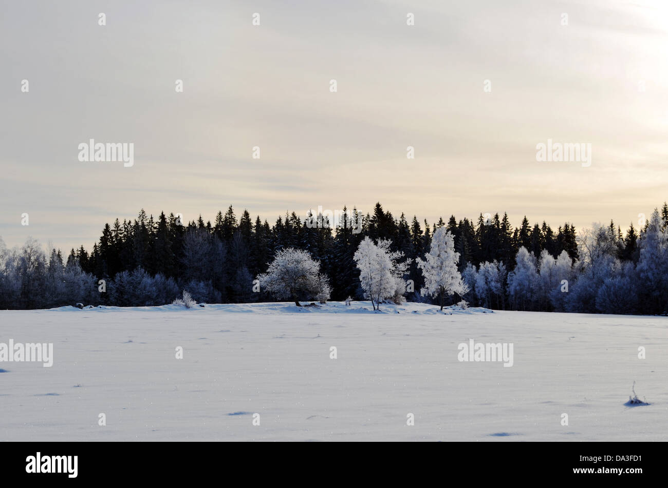 New forest frosty morning scene hi-res stock photography and images - Alamy