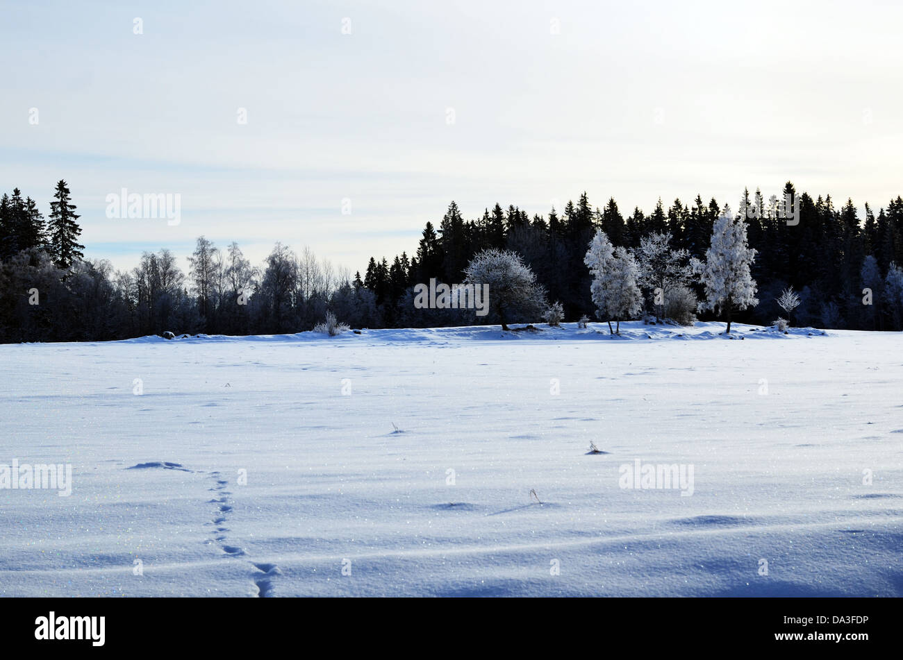 Tracks into winterfield Stock Photo - Alamy