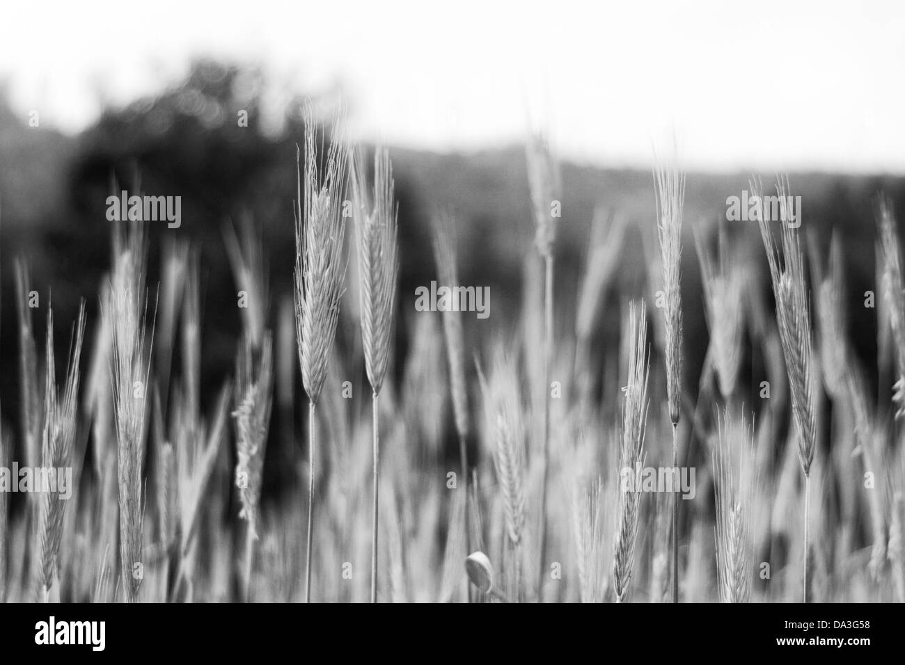 Stalks of barley Stock Photo - Alamy