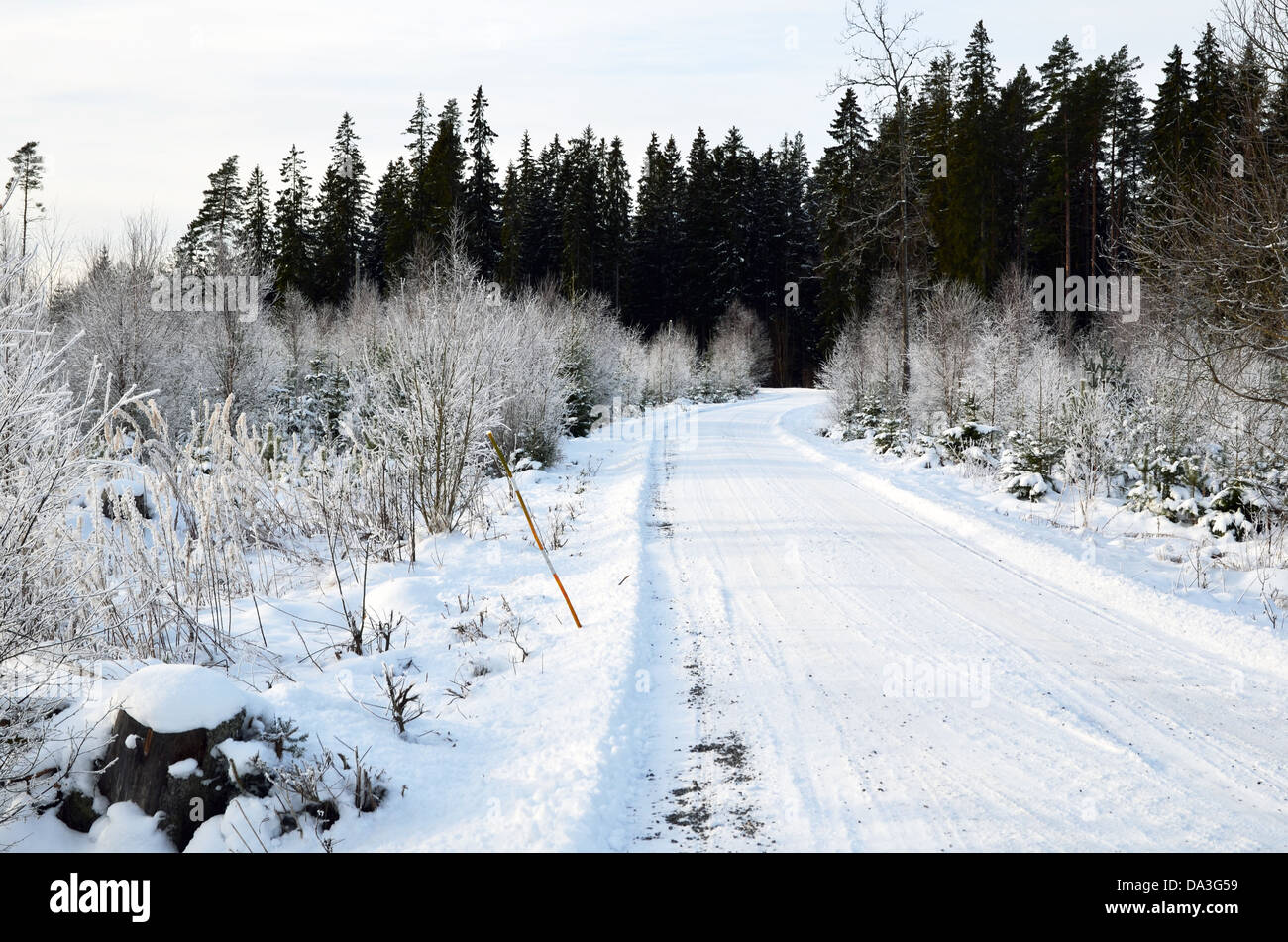 Snowy road into the forest Stock Photo - Alamy