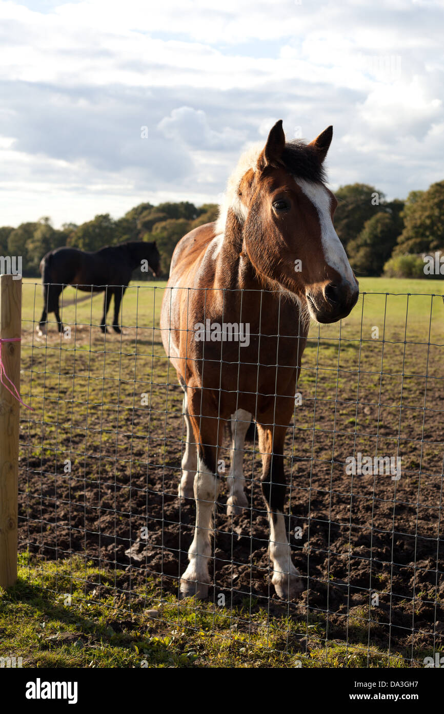 Two horses in a paddock Stock Photo - Alamy